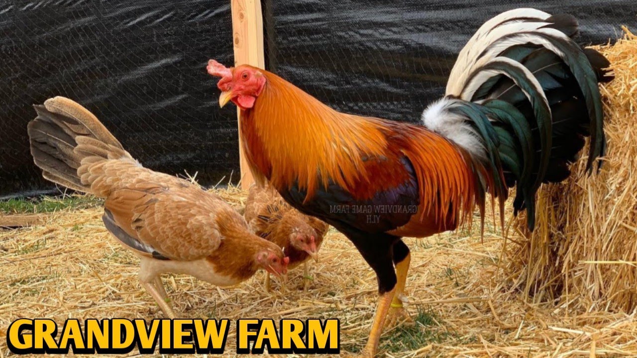 Pure Sweater Yellow leg hatch - GRANDVIEW FARM - YouTube