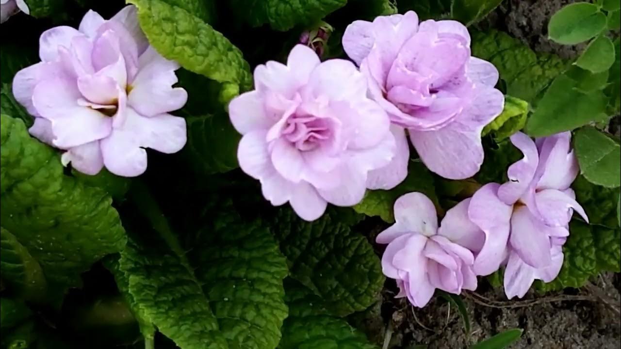 Примула Беларина Пинк Айс #garden #flowers #perennials 41 часть - YouTube