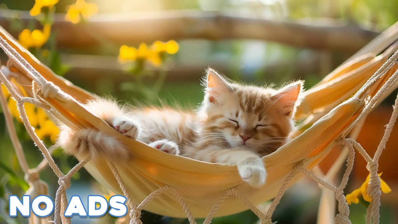 12 Hours Cat Healing Music 🐈Soothing Sounds for Deep Relaxation And ...