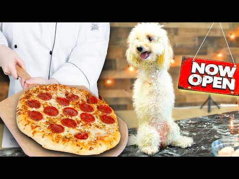 I Opened a Restaurant for Homeless DOGS!