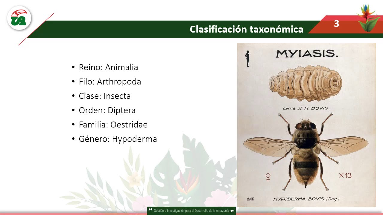 HYPODERMA BOVIS - YouTube