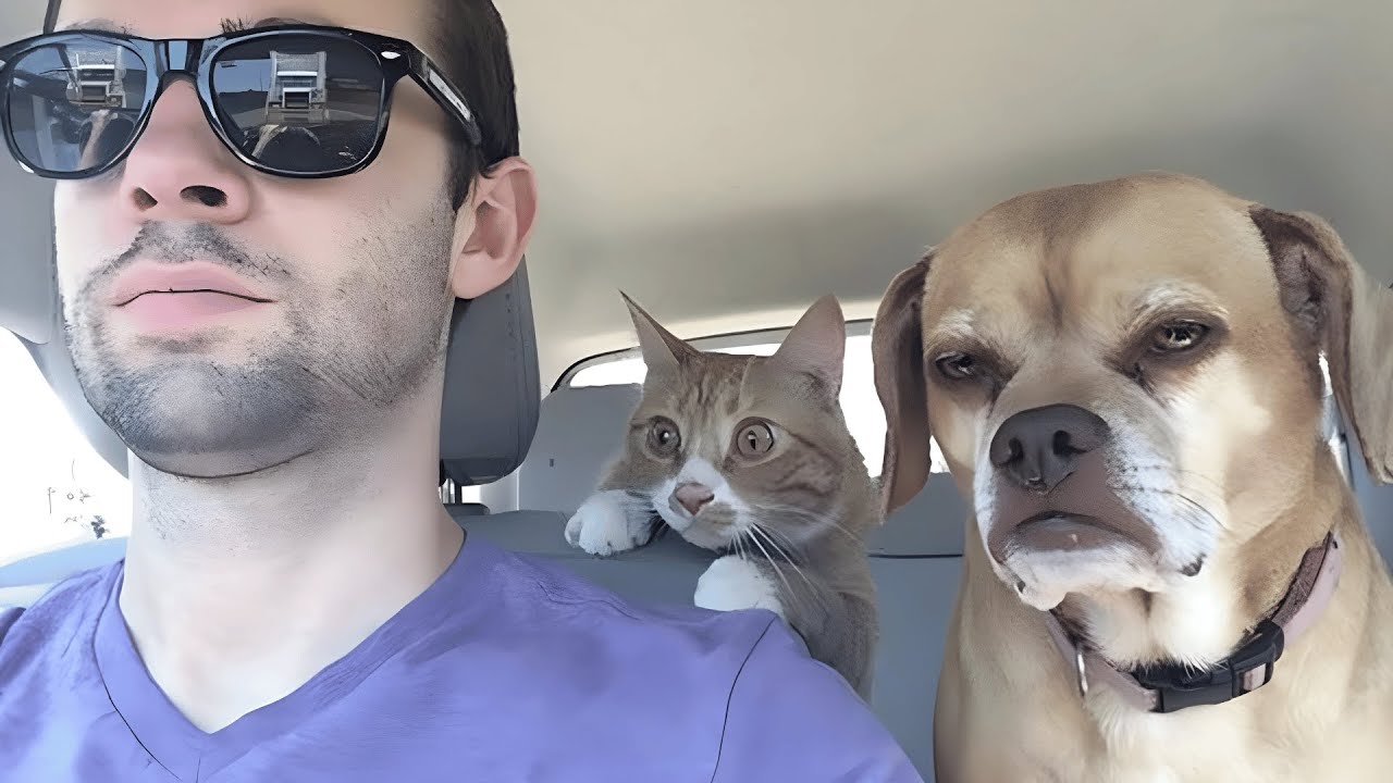 Funny Dog Videos | Dogs Being Comedy Who Deserve an Oscar 😂 - YouTube