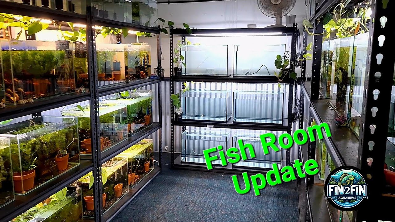 Fish Room Update, So happy with the Changes. - YouTube