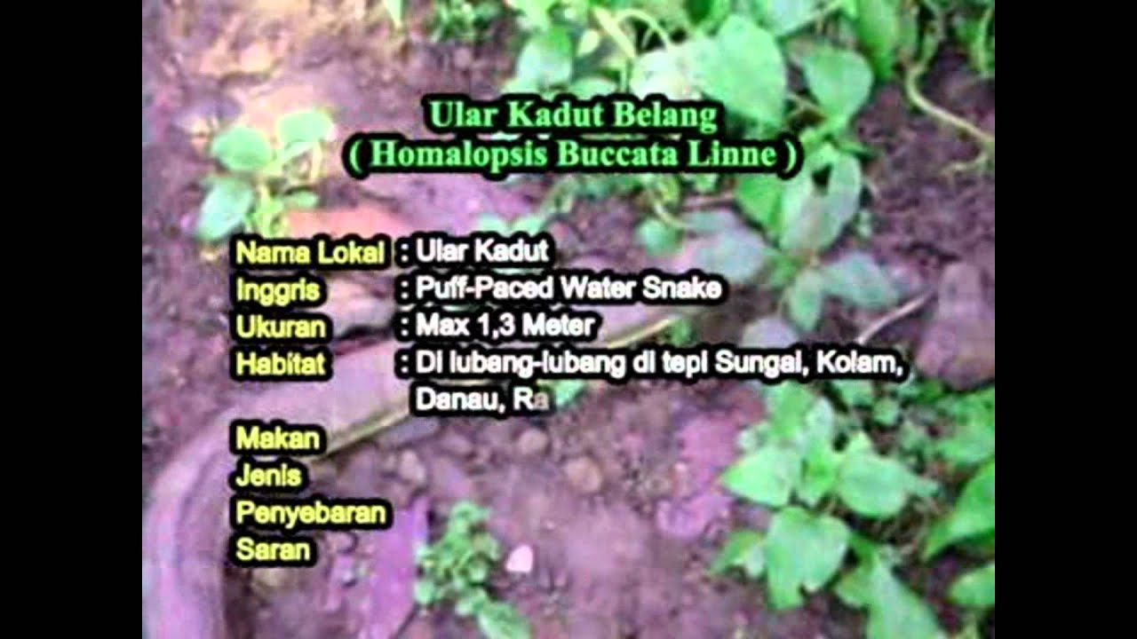 Ular Kadut Belang - BudiPedia - YouTube