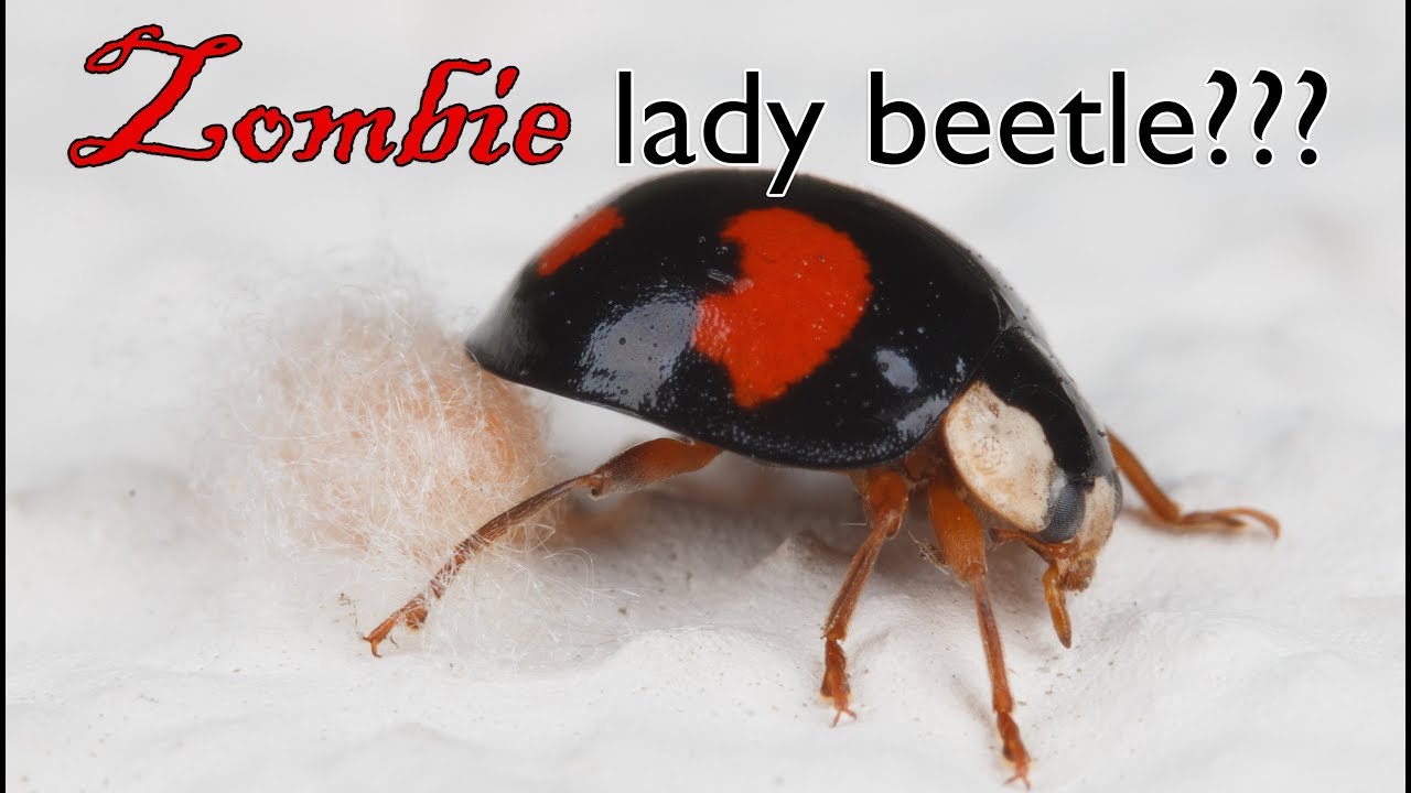 Zombie lady beetles?! - A day in the life of a parasitoid wasp - YouTube