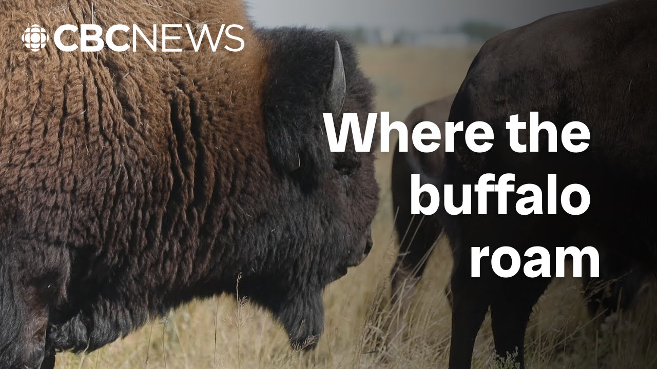 10 years of The Buffalo Treaty | where does it go from here? - YouTube