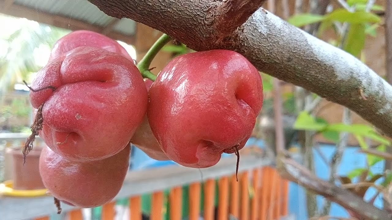 FLEXING MY BELL FRUIT - YouTube