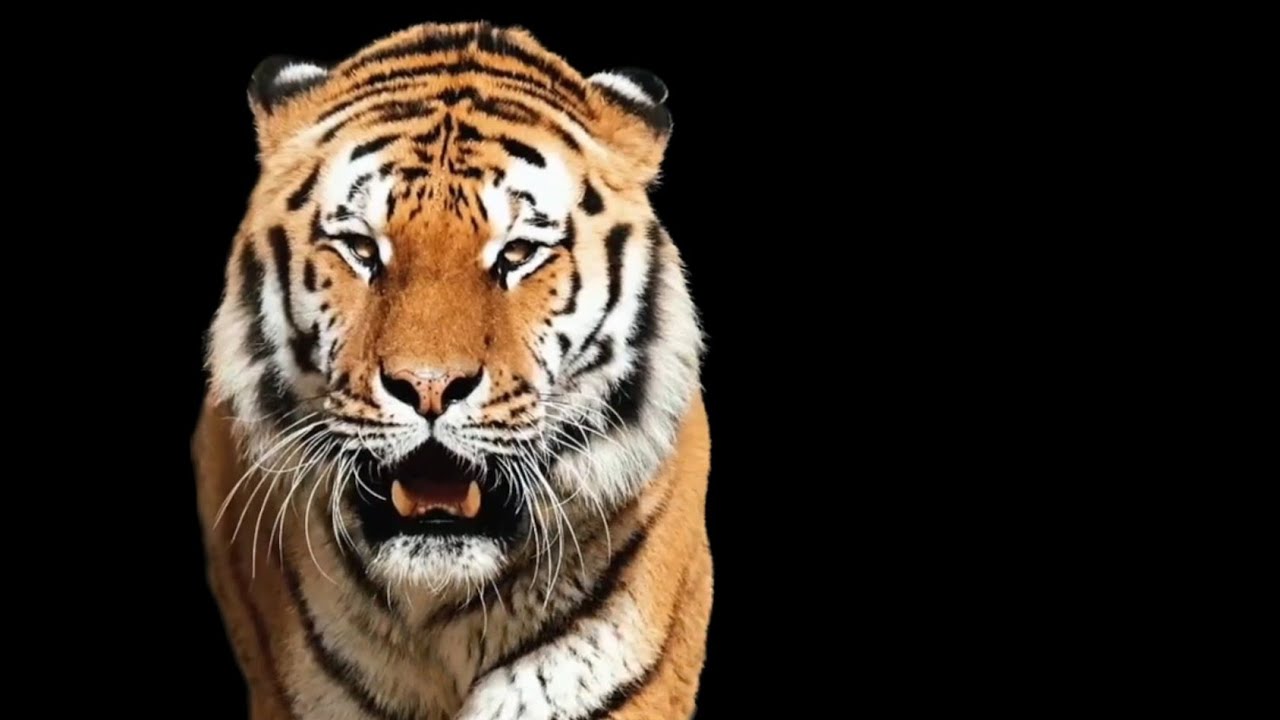 Binatang Buas #shorts Predator | Popular Animal Wildlife - YouTube