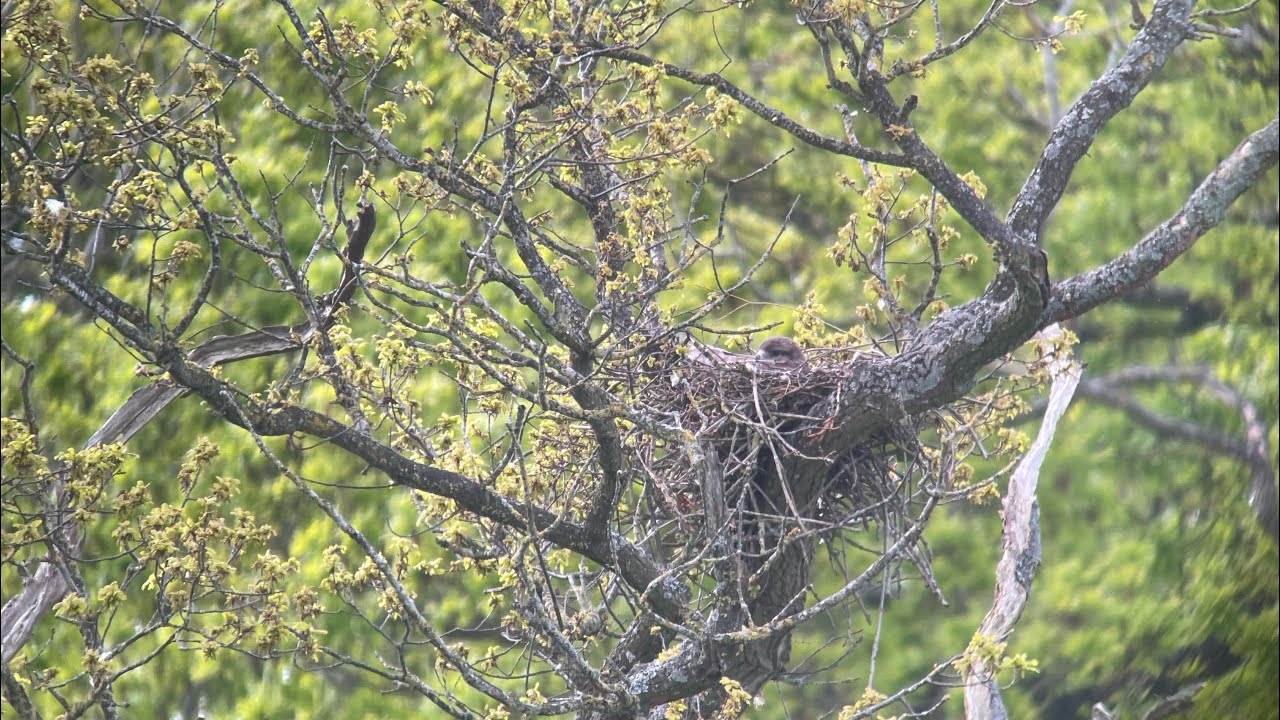 Where are my local buzzards nesting? - YouTube