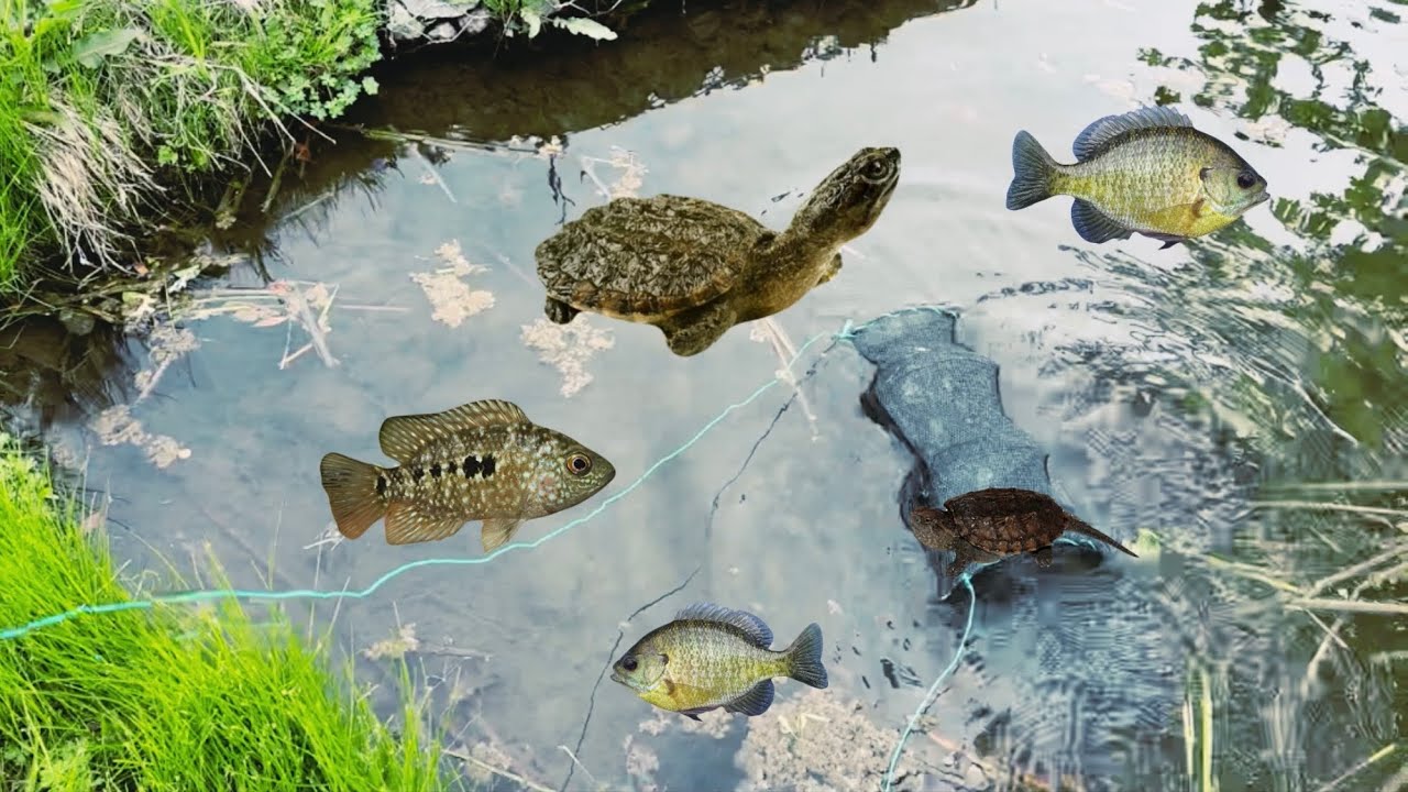 I Used GOLD FISH CRACKERS As my Bait For My Fish Trap And You Won’t ...