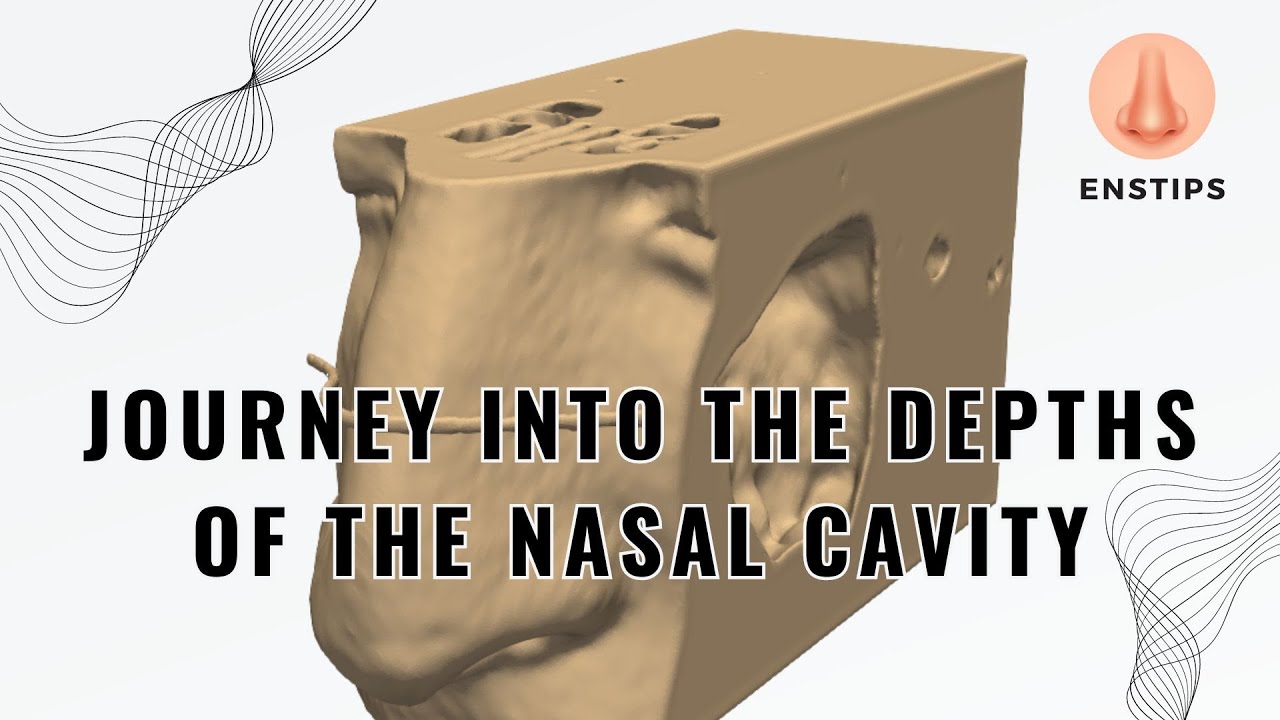 Journey Into The Depths Of The Nasal Cavity - YouTube