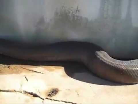 Half human half snake - YouTube