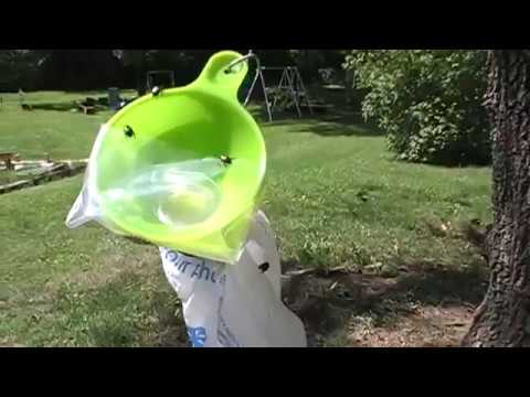 Homemade Japanese Beetle Trap - YouTube