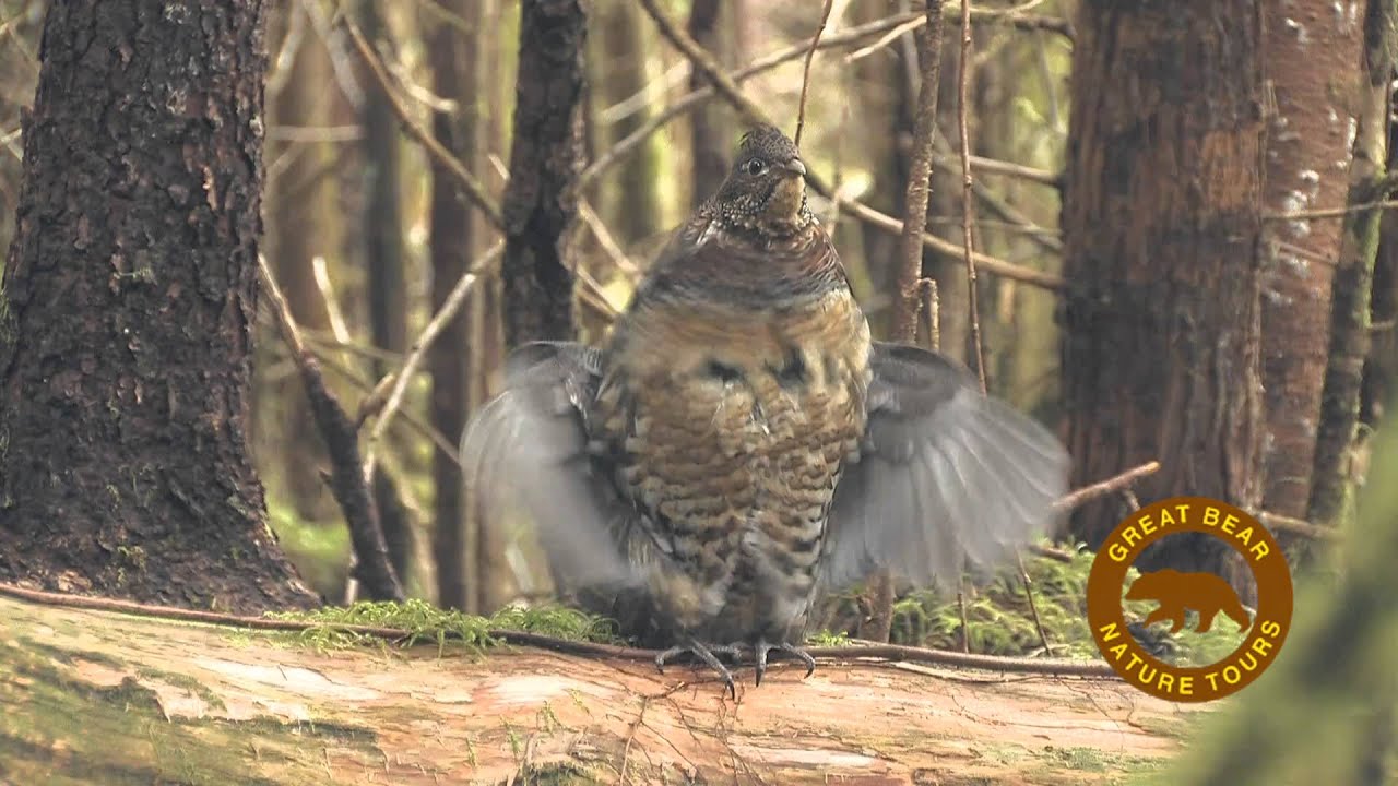 Ruffed Grouse Drumming.mov - YouTube