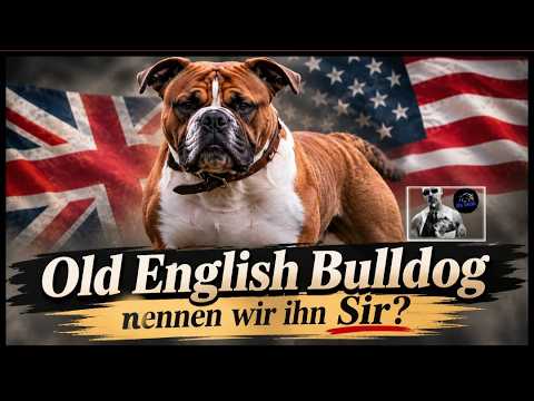 Old English Bulldog - Nennen wir ihn Sir?