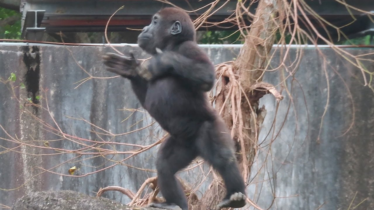 小金剛Jabali對鄰居黑猩猩拍胸Little gorilla Jabali did chest beating to neighbor ...