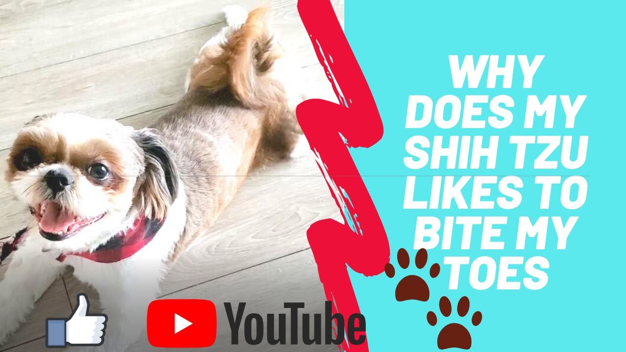 Why My Dog Likes To Bite My Toes Angelo Funny Smiling Shih Tzu YouTube why-my-dog-likes-to-bite-my-toes-angelo-funny-smiling-shih-tzu-youtube