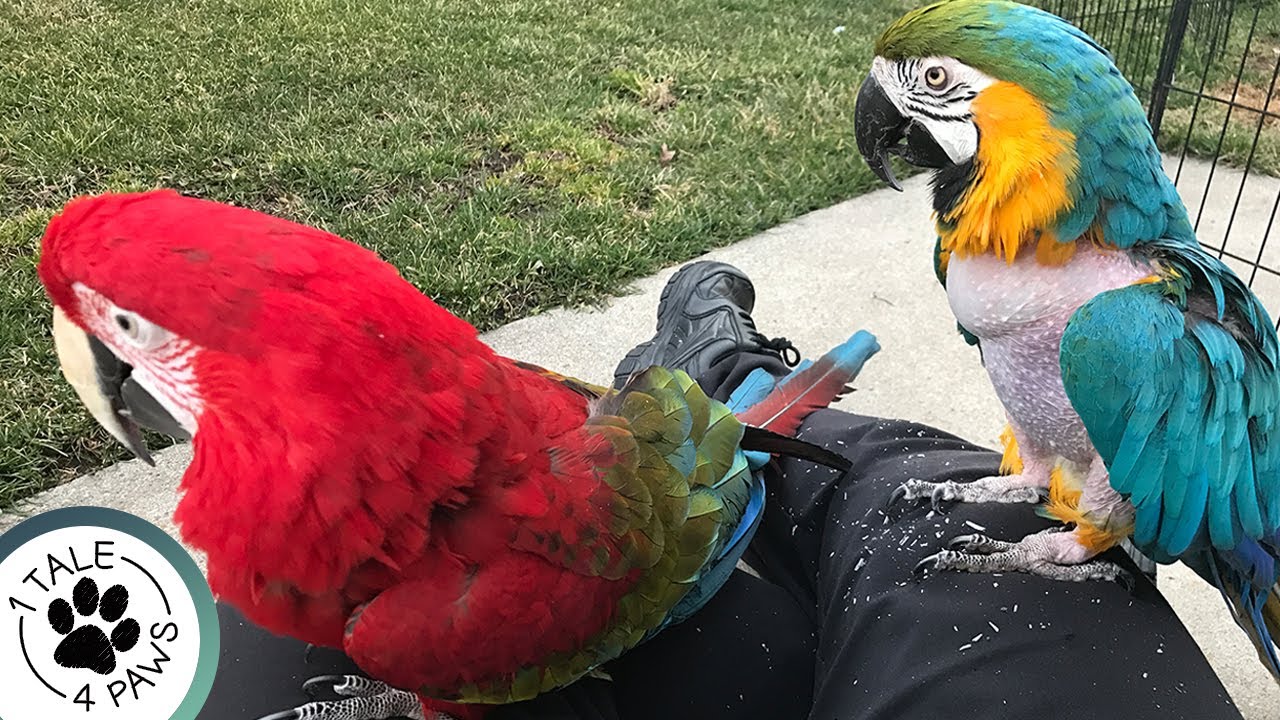 Parrots Safely Enjoying the Outdoors with Kitty Friend - YouTube