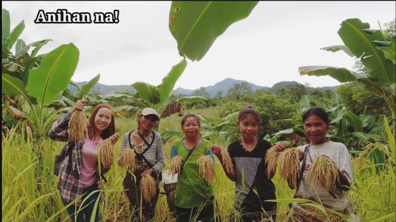 Pag aani ng palay kaingin sa bundok|Ang bigas ng ating mga Katutubong ...