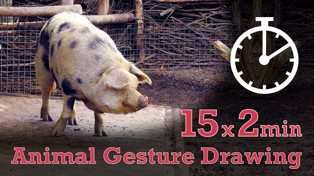 Animal Drawing References #181 - 15x2min poses - Pig - YouTube