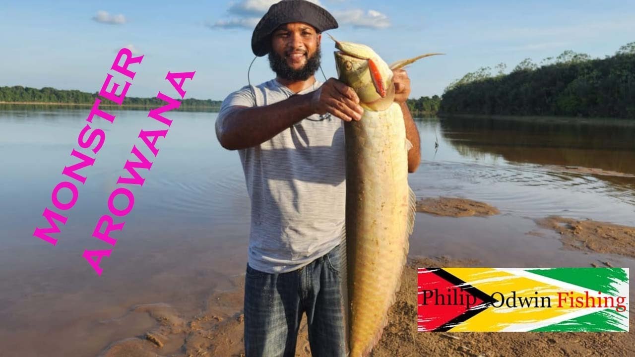 MONSTER AROWANA from the MIGHTY ESSEQUIBO RIVER. - YouTube