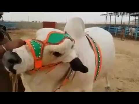 jinnah cattle farm (Isko kehtey hain PANDA, BULKEY ASAL PANDA) 2016