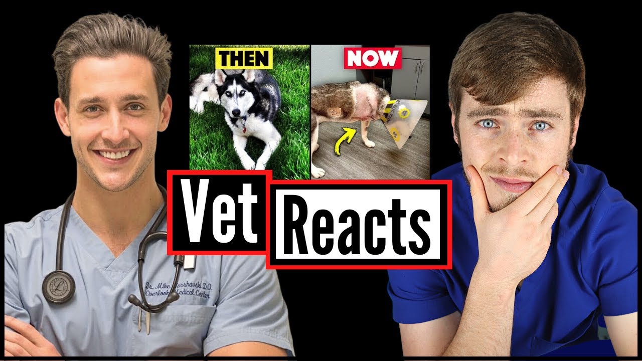 Veterinarian Reacts To Doctor Mike's Dog Losing Her Leg - YouTube