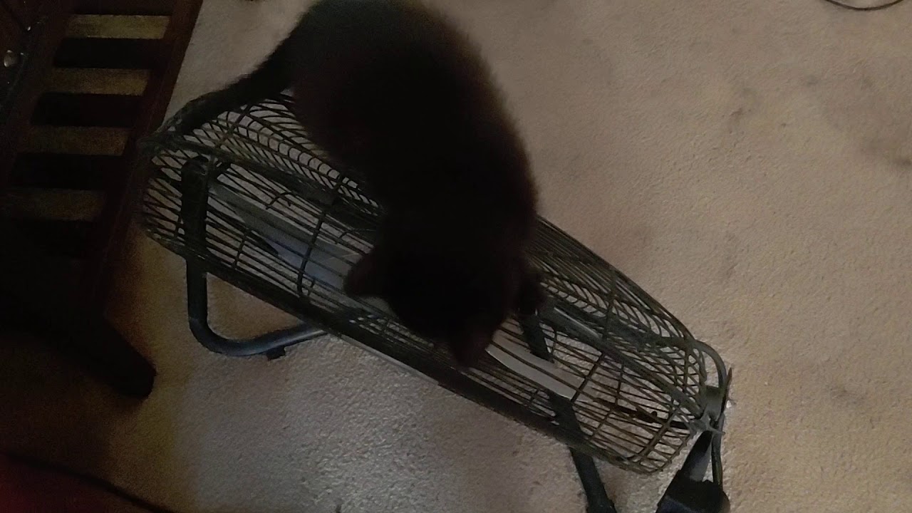 Kitten on a fan - YouTube