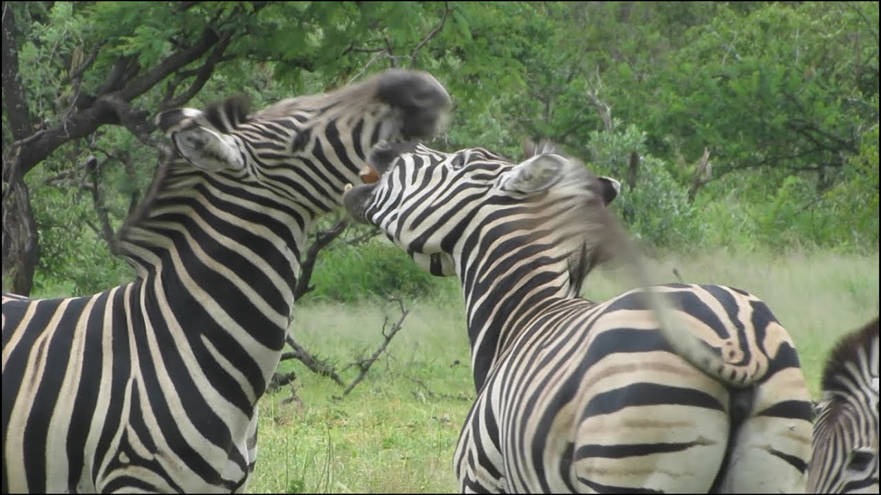 BITING Zebra - YouTube