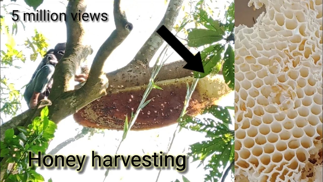 Honey Compilation |wild honey harvesting | bee master in assam - YouTube