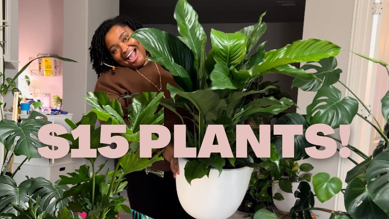 Aldi plants store