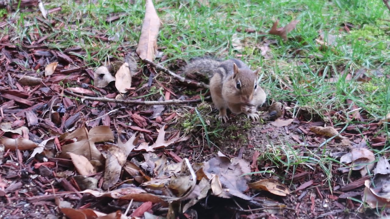 Chipmunk Peach is curious - YouTube