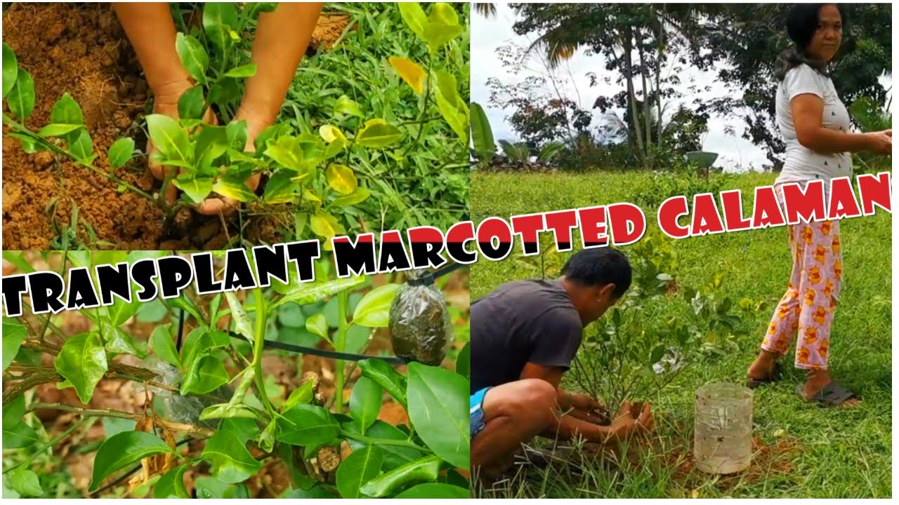 HOW TO TRANSPLANT MARCOTTED CALAMANSI - YouTube