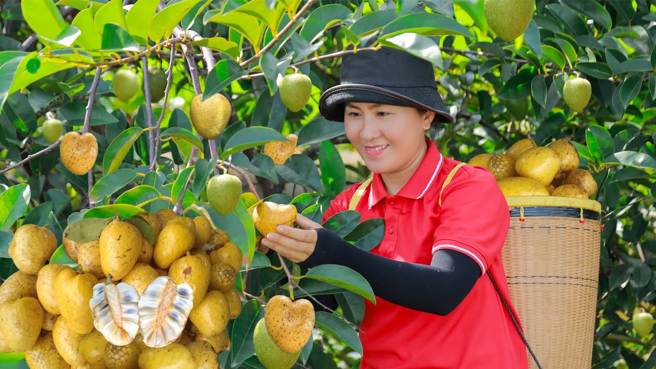 Harvest Alligator Apple goes to the market sell | Emma Daily Life - YouTube