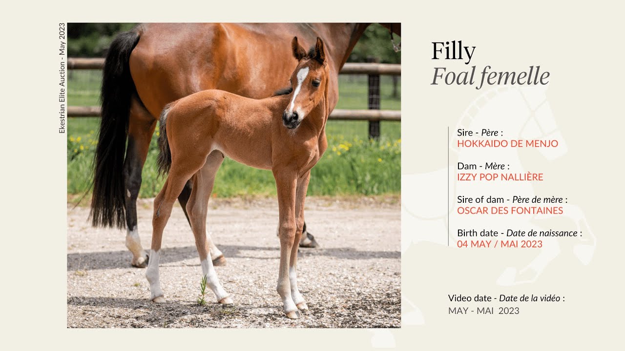 Lot 11 - Filly - Hokkaido de Menjo x Izzy Pop Nallière (by Oscar des ...