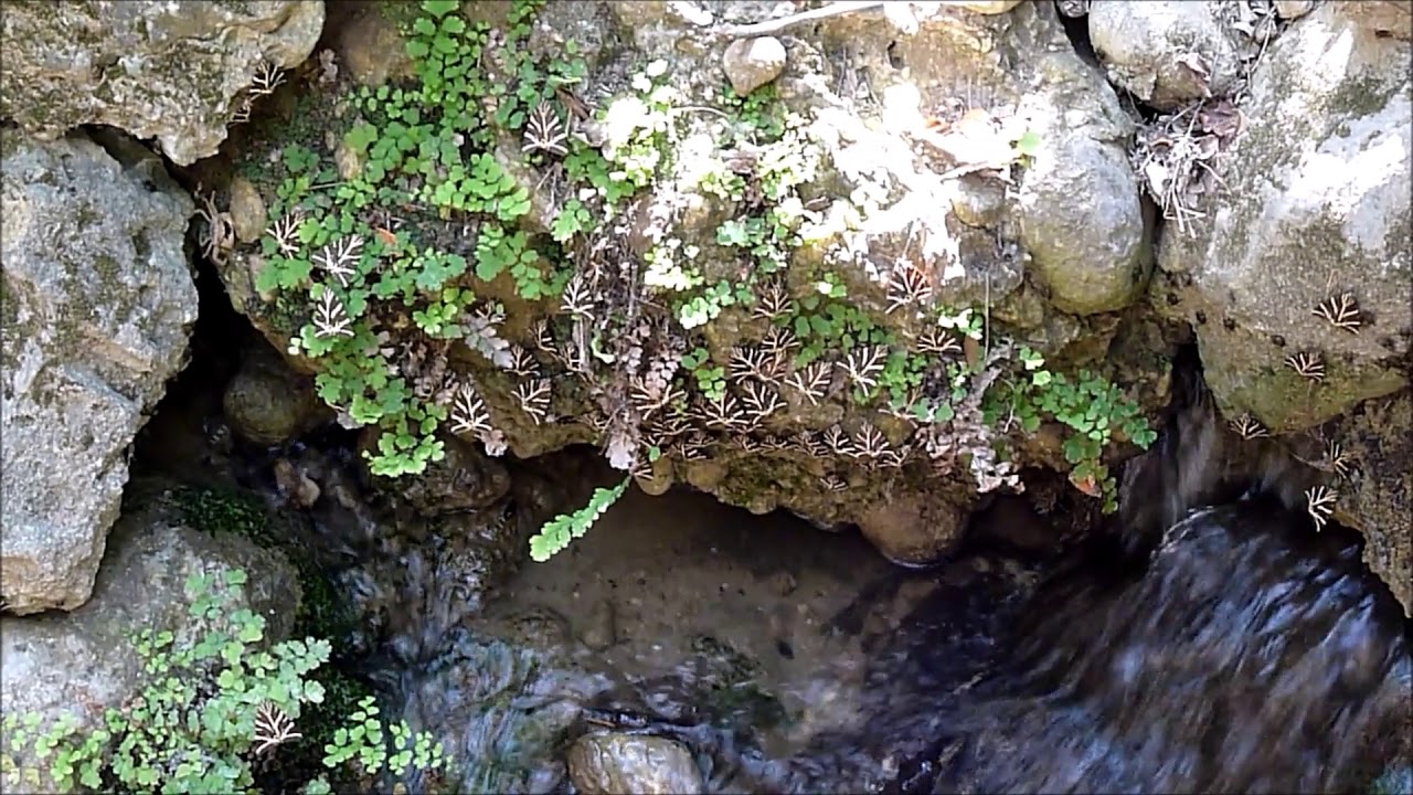 Valley of the Butterflies (Petaloudes), Rhodes, Greece - YouTube