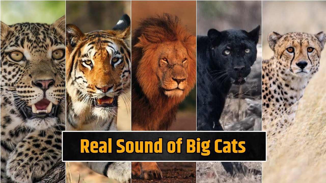 Real Sound of Big Cats | Lion vs Tiger | AS Research Center - YouTube