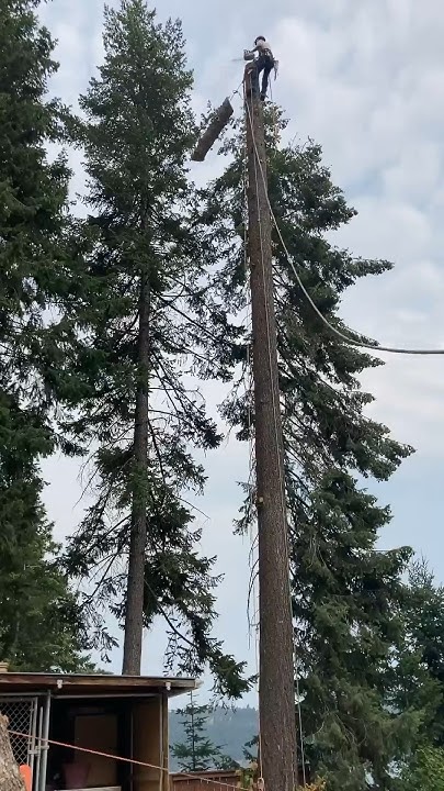 Complicated tree climb and rig out #4 - YouTube