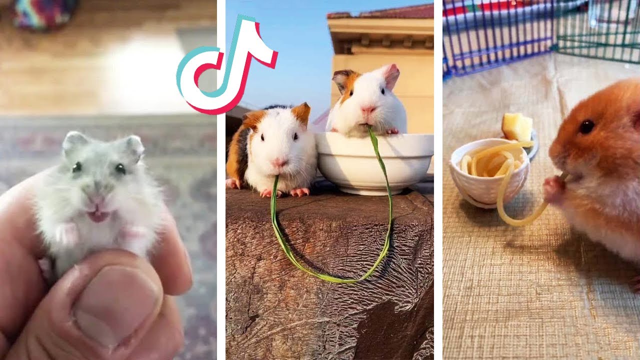 Tik Tok Hamsters | Compilation 😍 - YouTube