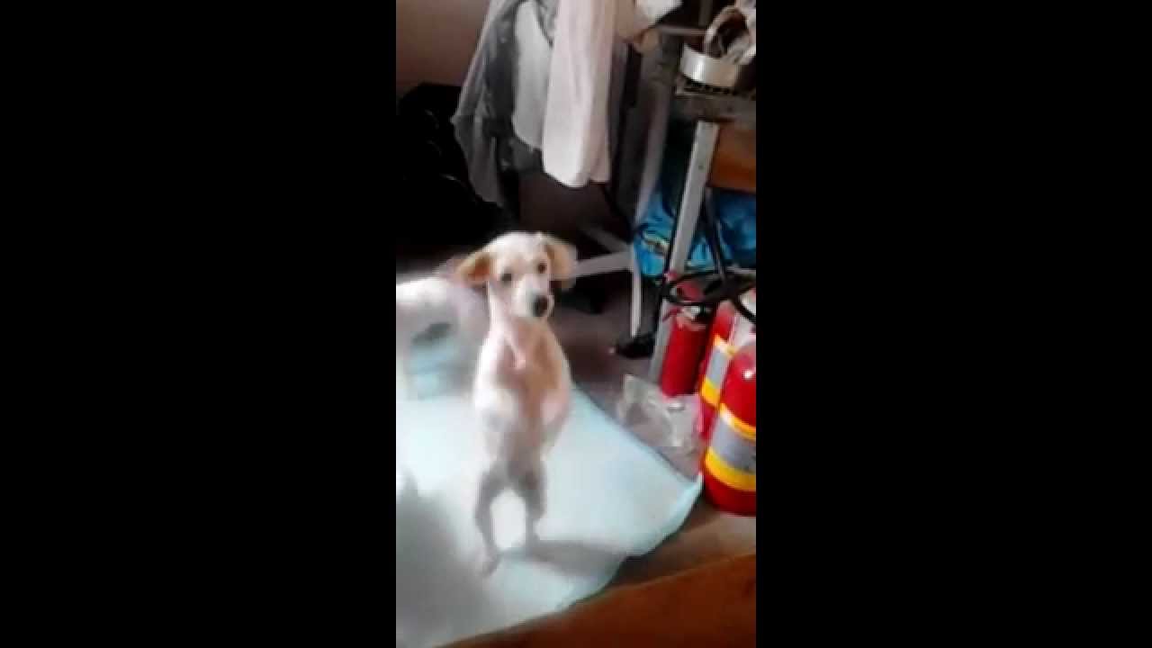 Perro bailando xD - YouTube