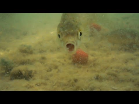 Carp to boilies. Look carp bite as boilies. Fishing boilies.Carpfishing ...