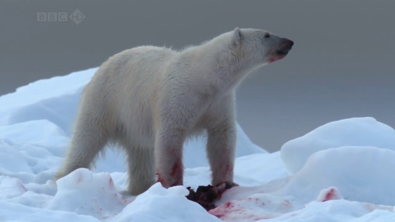 Nature's Great Events Episode 1 The Great Melt - YouTube