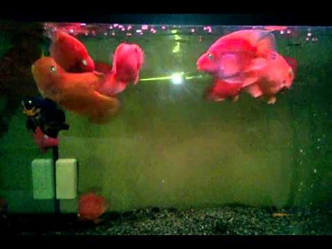 Parrots & Oscar fish - YouTube