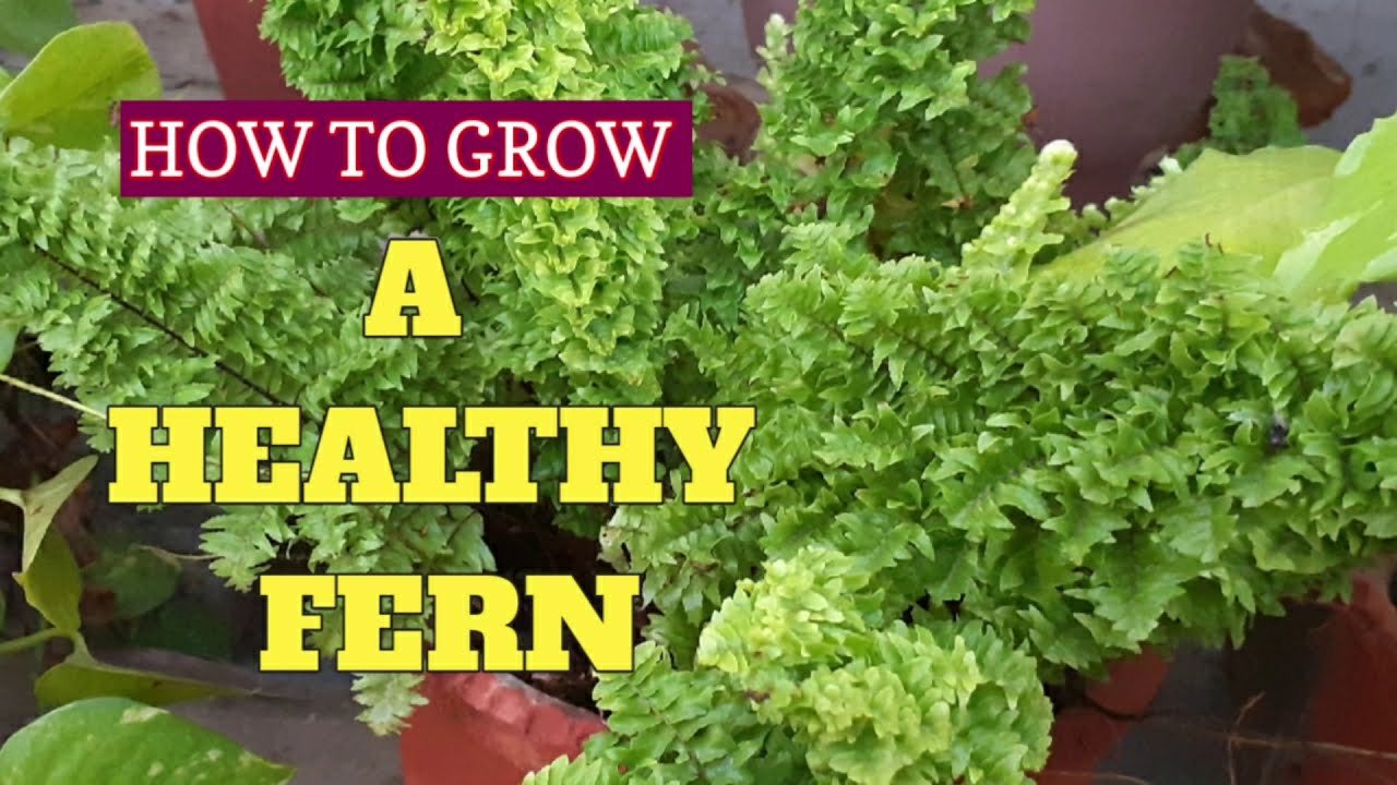 Easy Tips to Grow Healthy Ferns|| All about Ferns - YouTube