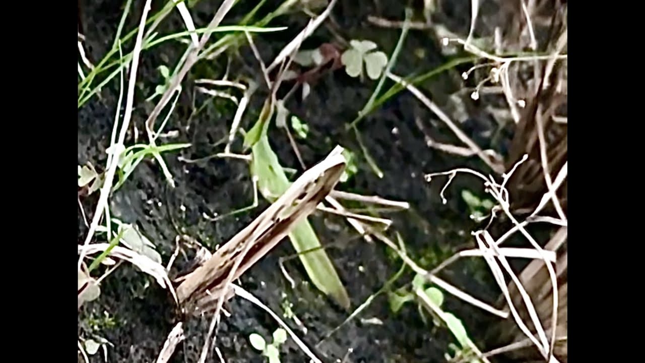 ♦2022年9月22日 grasshopper jumping ☻ - YouTube