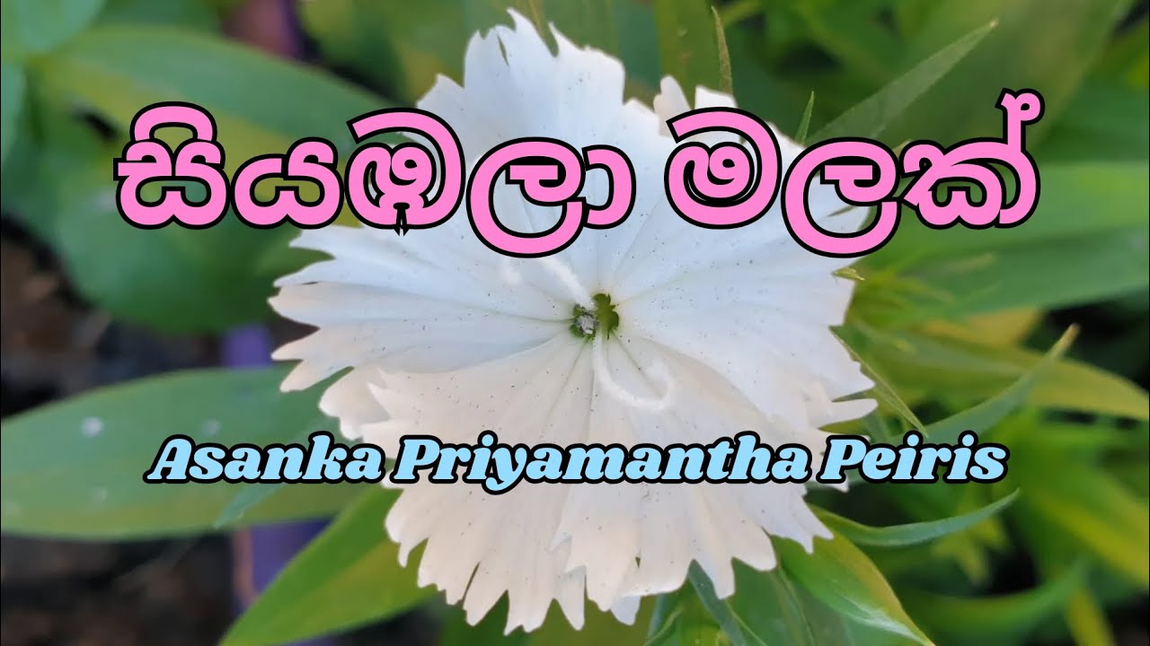 Siyambala Malak (සියඹලා මලක්) - Asanka Priyamantha Peiris #sinhala # ...