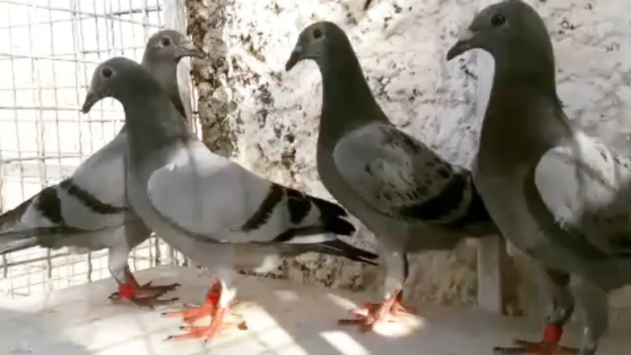 Beautiful pigeon chicks , فراخ حمامة جميلة #pigon #tiktok #viral # ...