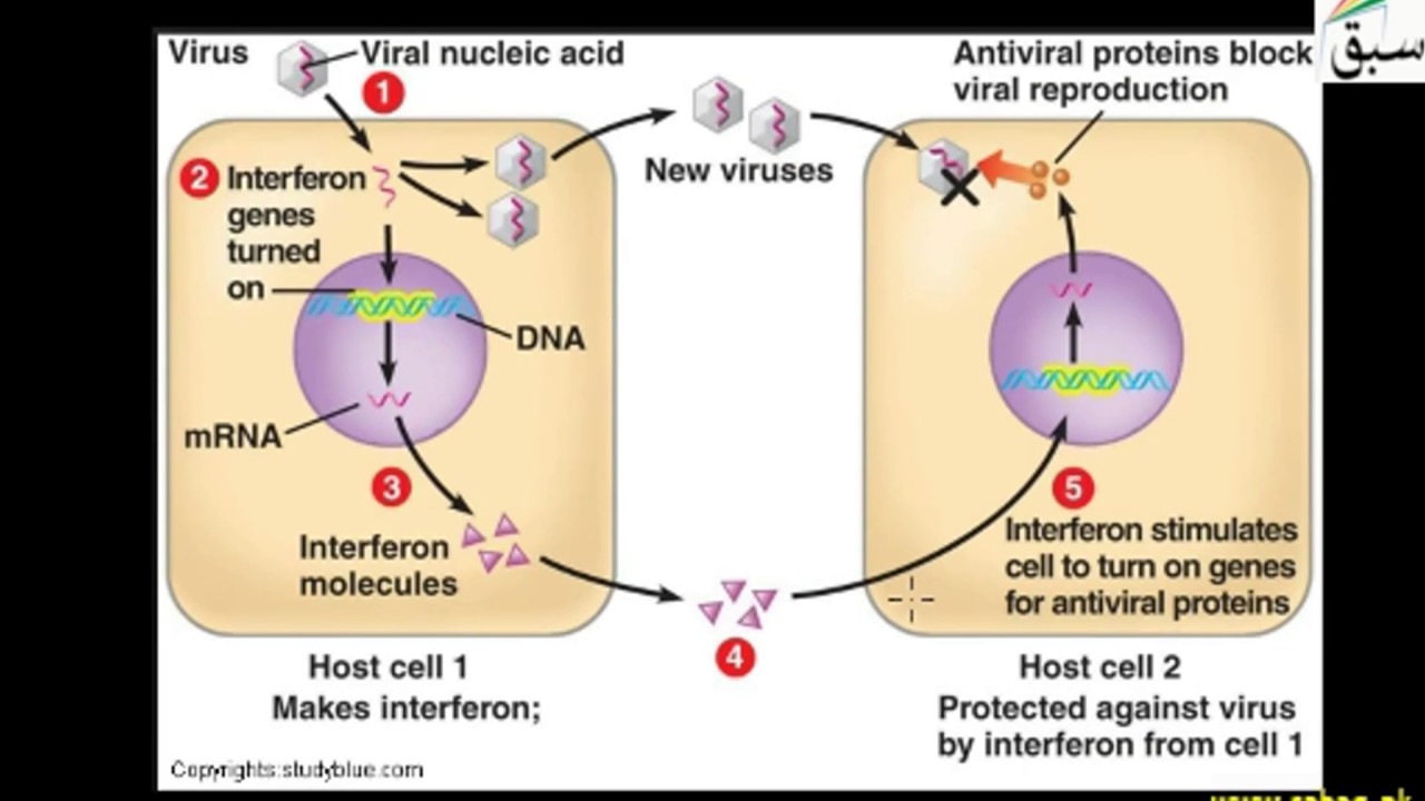 Interferon, Biology Lecture | Sabaq.pk | - YouTube