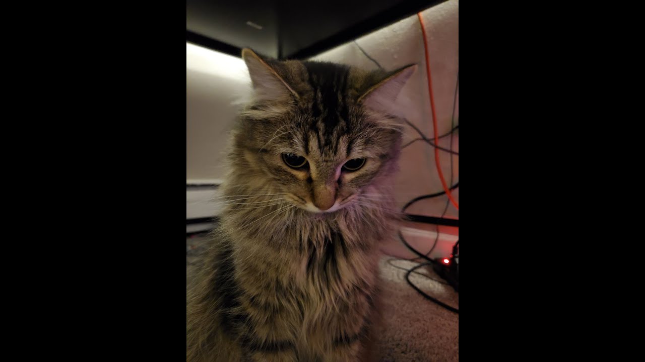 RGL Pug Clipdump 1 - YouTube