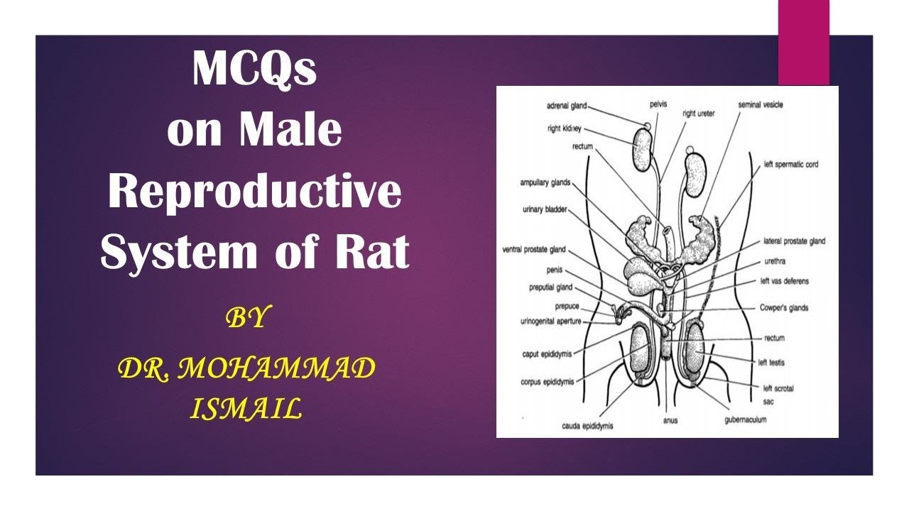 BSc | Zoology | MCQs on Male Reproductive System of Rat - YouTube